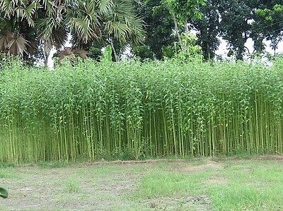 Sustainable Materials: Jute